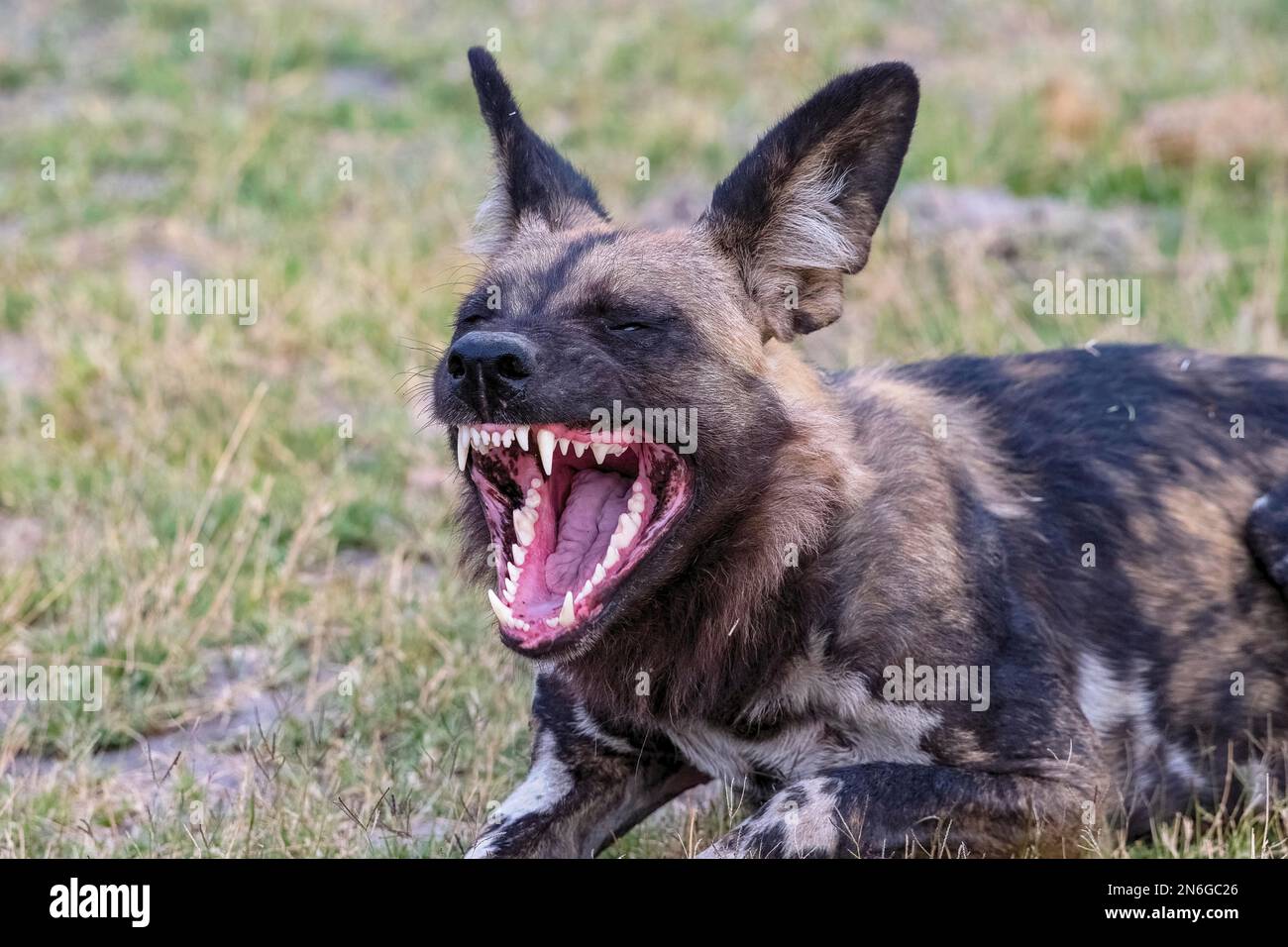 African wild dog (Lycaon pictus), animal portrait, showing dentition ...