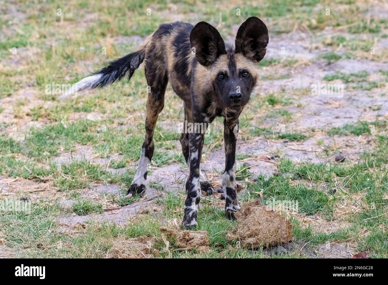 African wild dog (Lycaon pictus), Moremi Game Reserve West, Okavango ...