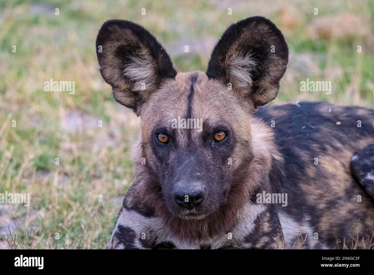 African wild dog (Lycaon pictus), animal portrait, Moremi Game Reserve ...