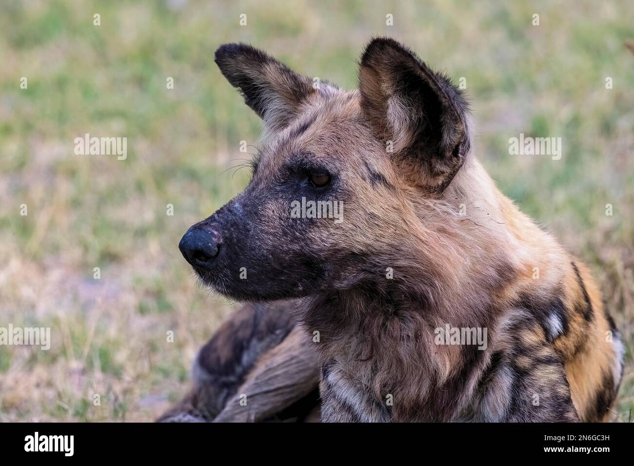 African wild dog (Lycaon pictus), animal portrait, Moremi Game Reserve ...