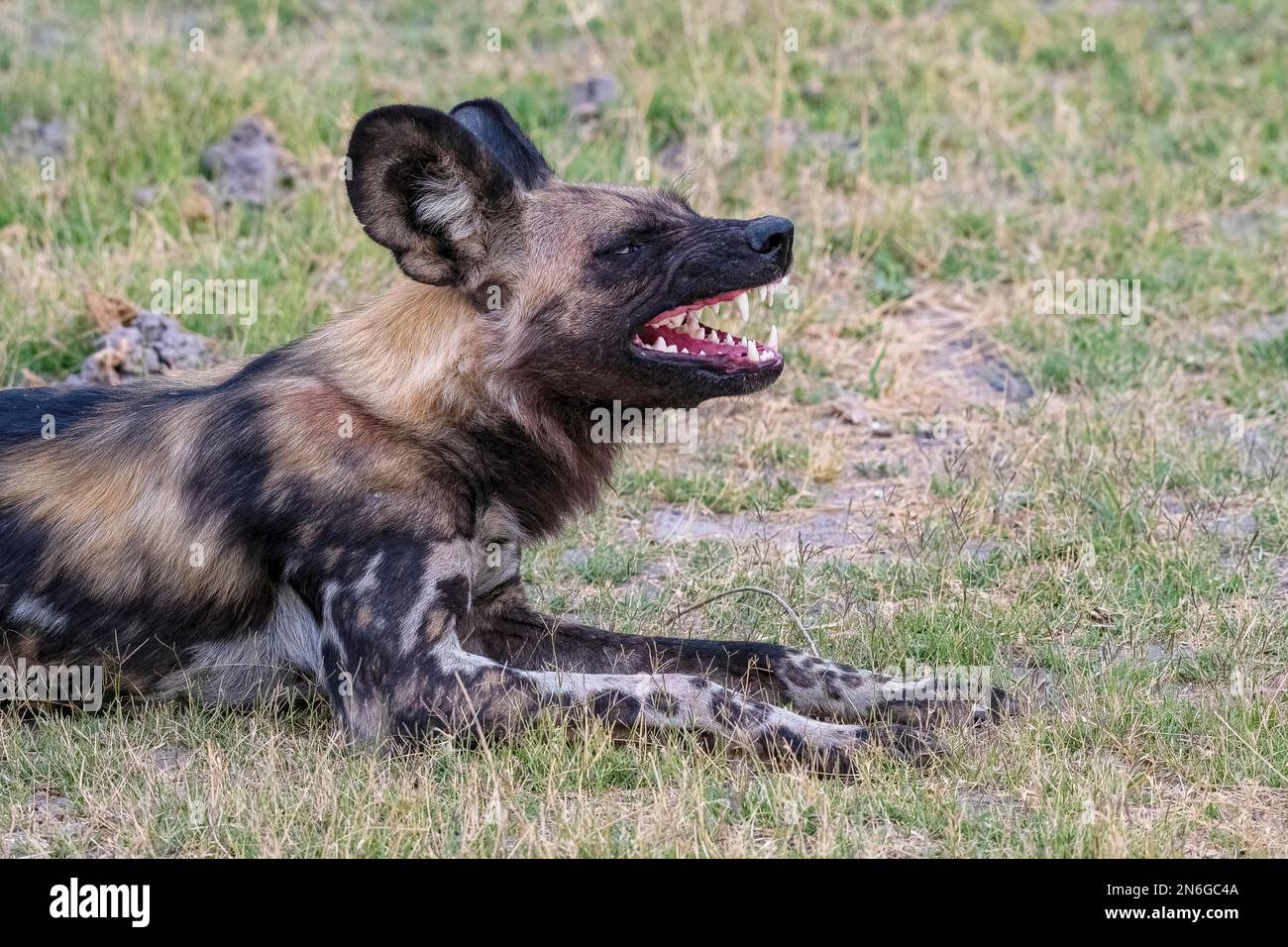African wild dog (Lycaon pictus), animal portrait, showing teeth ...