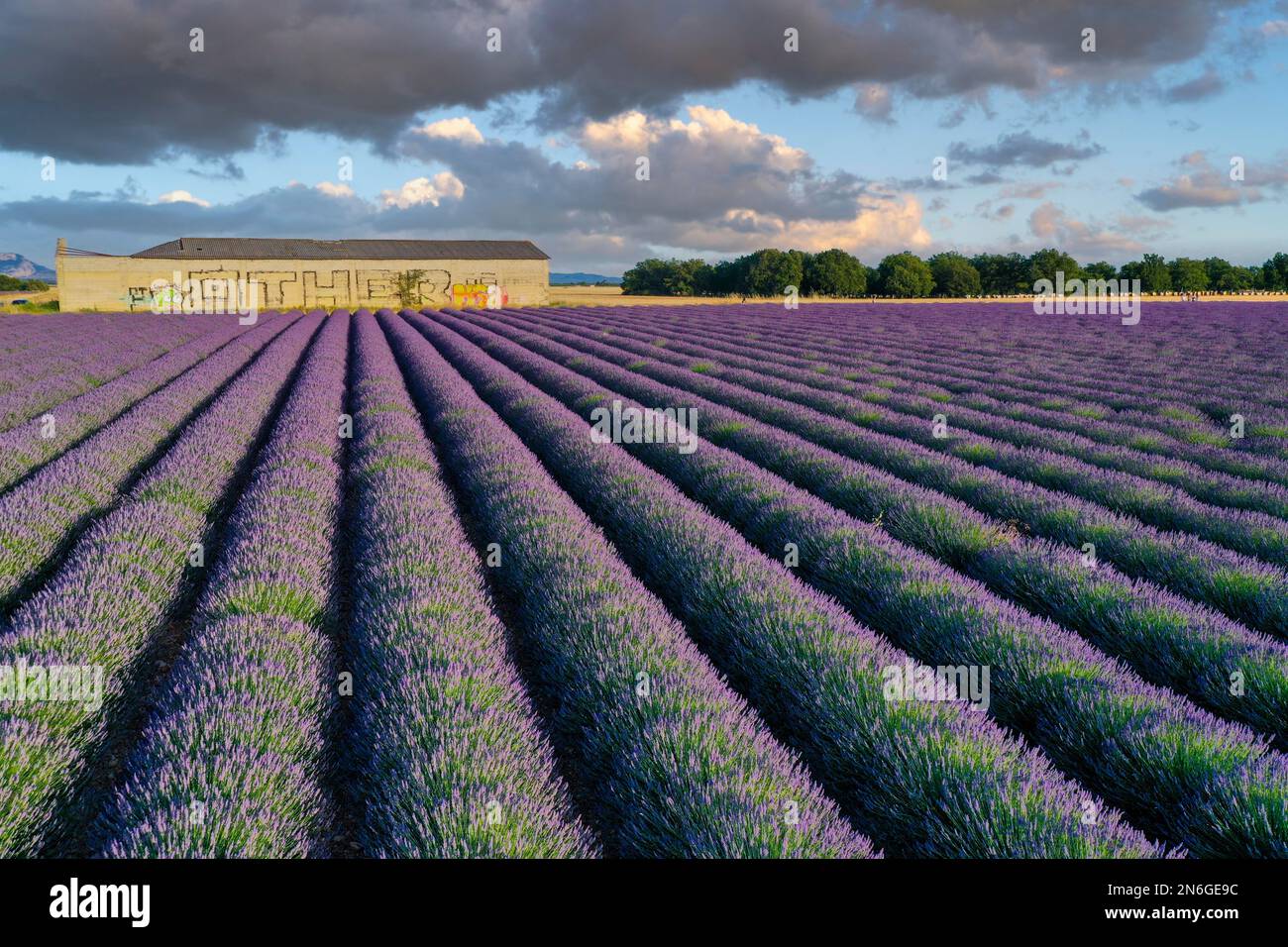 Old barn with graffiti at the end of a flowering lavender field and ...