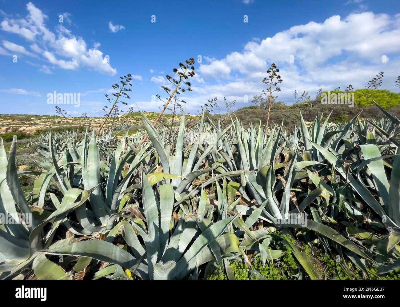 Wild growing century plants (Agave americana), Gozo Island, Malta Stock ...