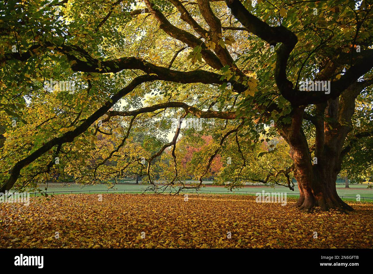 Sycamore maple (Acer pseudoplatanus), Hirschpark, Jenischpark, Hamburg ...