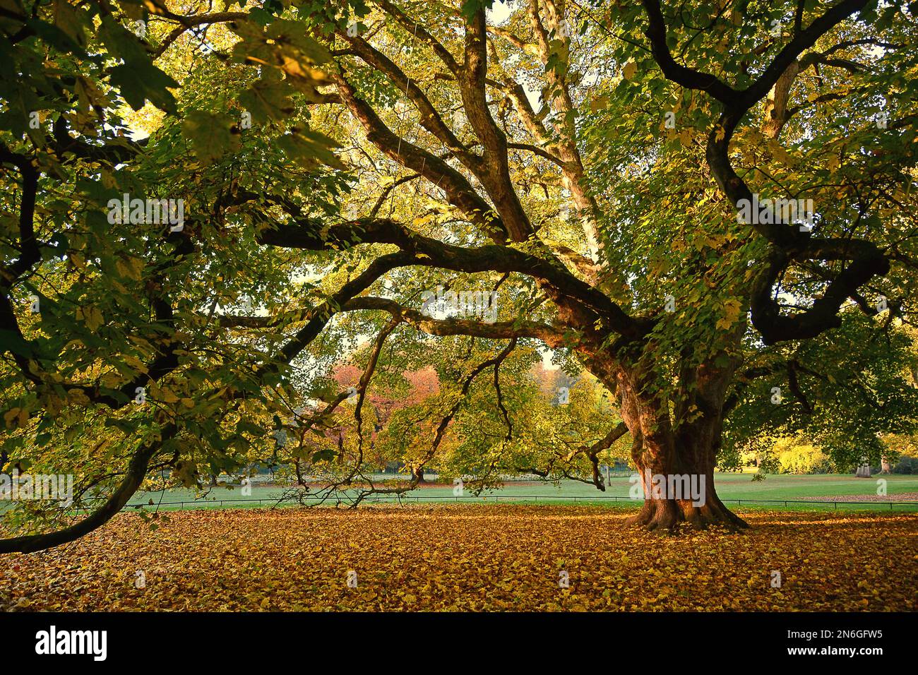 Sycamore maple (Acer pseudoplatanus), Hirschpark, Jenischpark, Hamburg ...