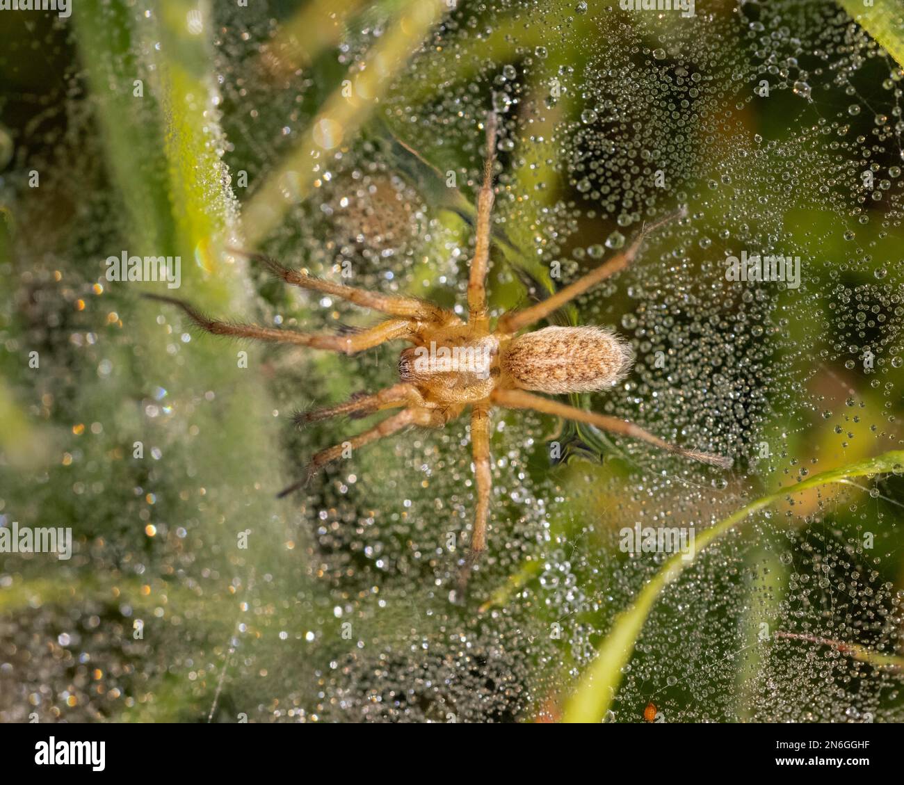 Wolf spider (Trochosa ruricola), Germany Stock Photo - Alamy