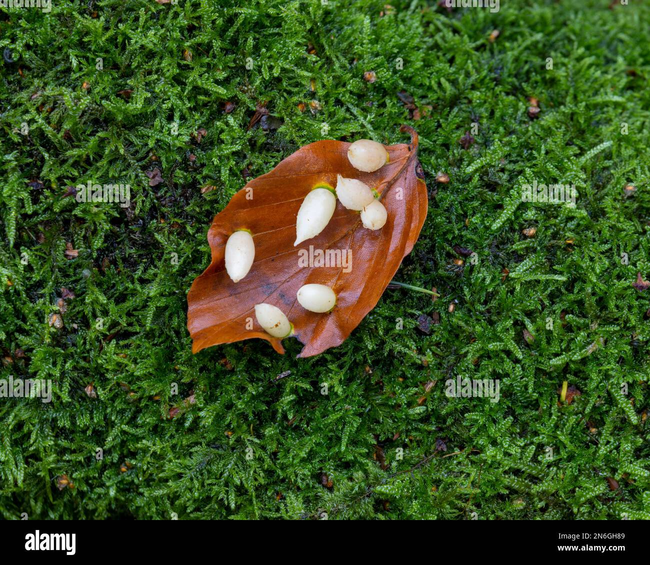 Galls of the beech gall midge (Mikiola fagi), Germany Stock Photo - Alamy