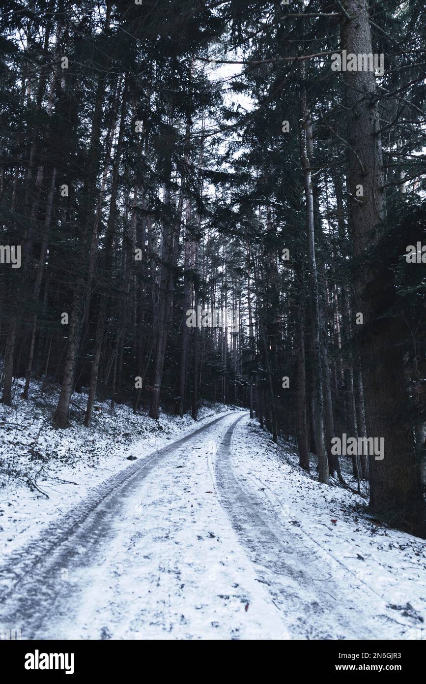 Forest path with snow, Ternitz, Lower Austria, Austria Stock Photo - Alamy