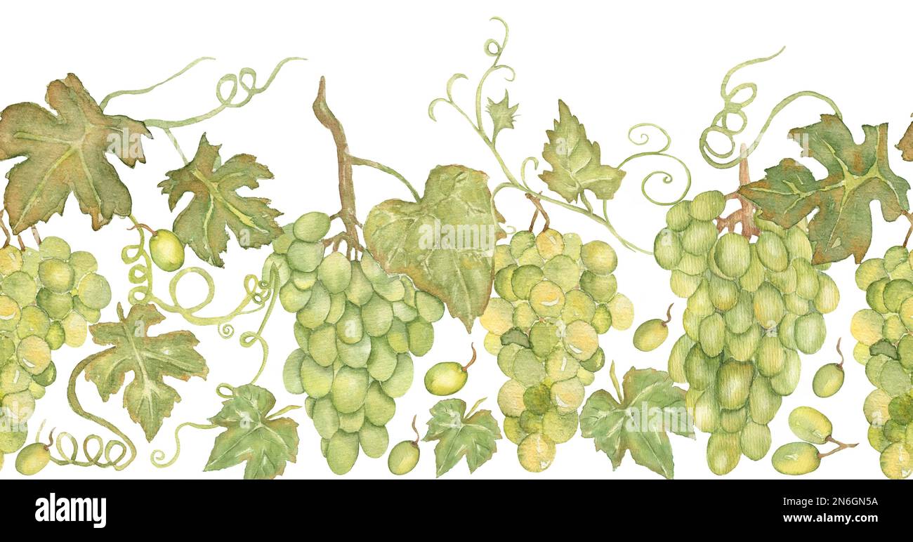 Grape Seamless watercolor border. Repeat frame of green grape, vines ...