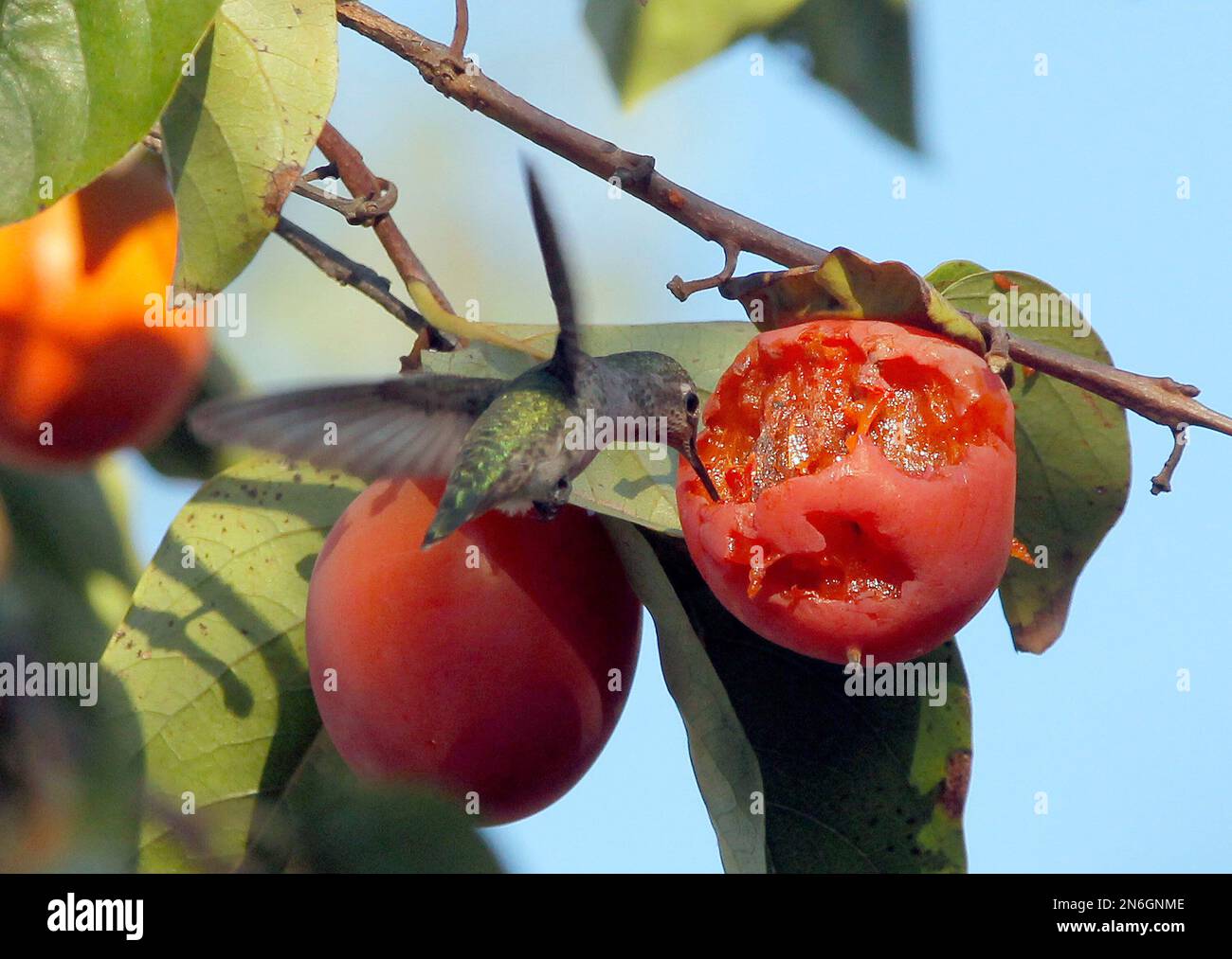 A hummingbird is a small bird eating persimmon fruit in Monterey Park ...