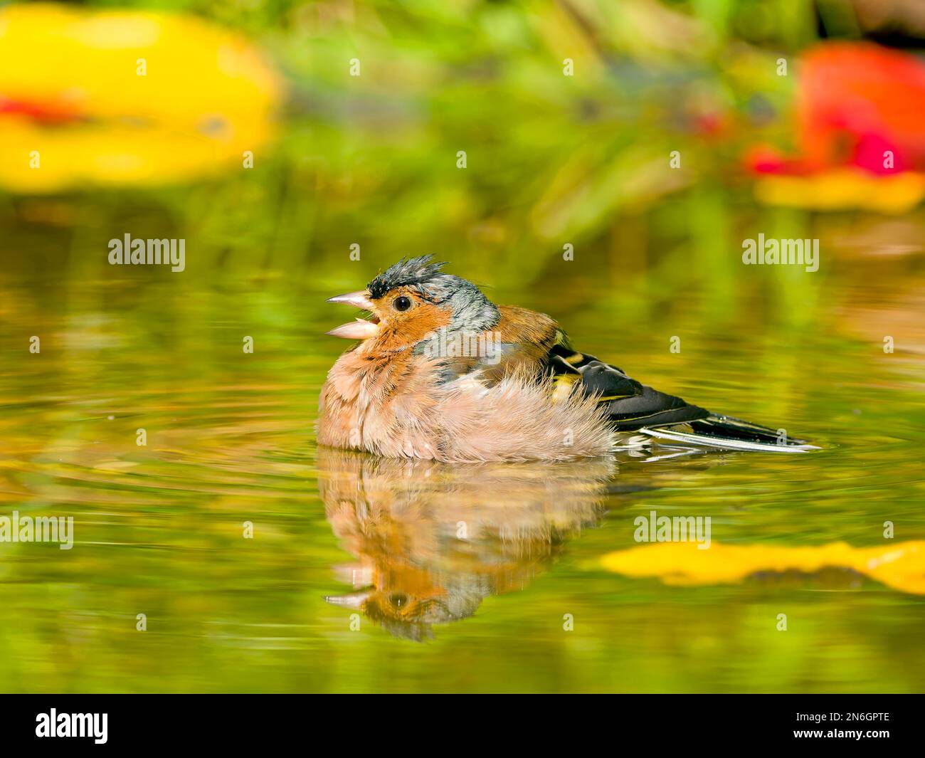 Common chaffinch (Fringilla coelebs), male bathing in shallow water ...