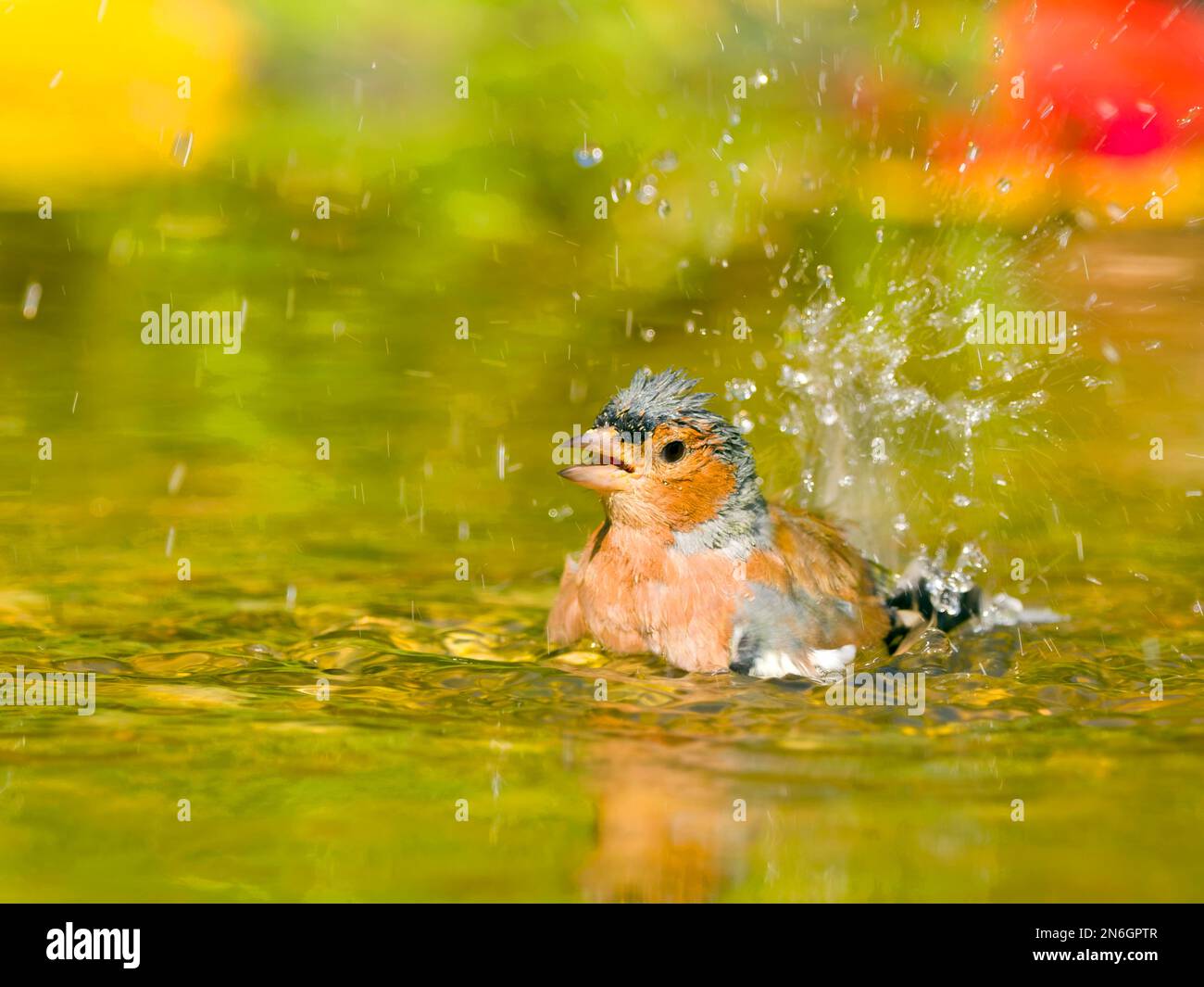 Common chaffinch (Fringilla coelebs), male bathing in shallow water ...