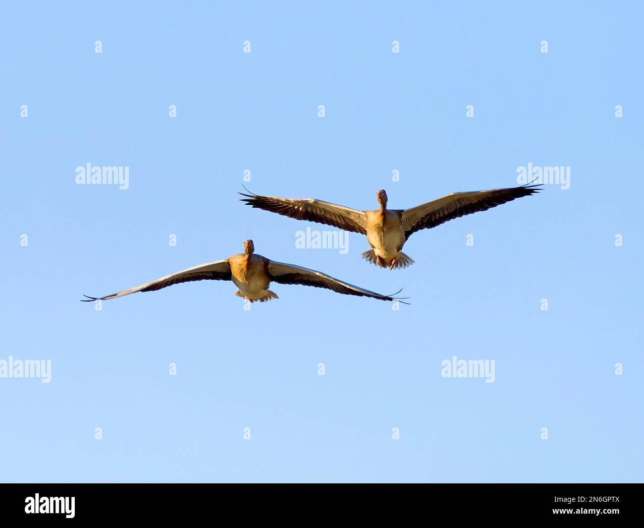 Greylag geese (Anser anser) flying overhead, Upper Lusatia, Saxony ...