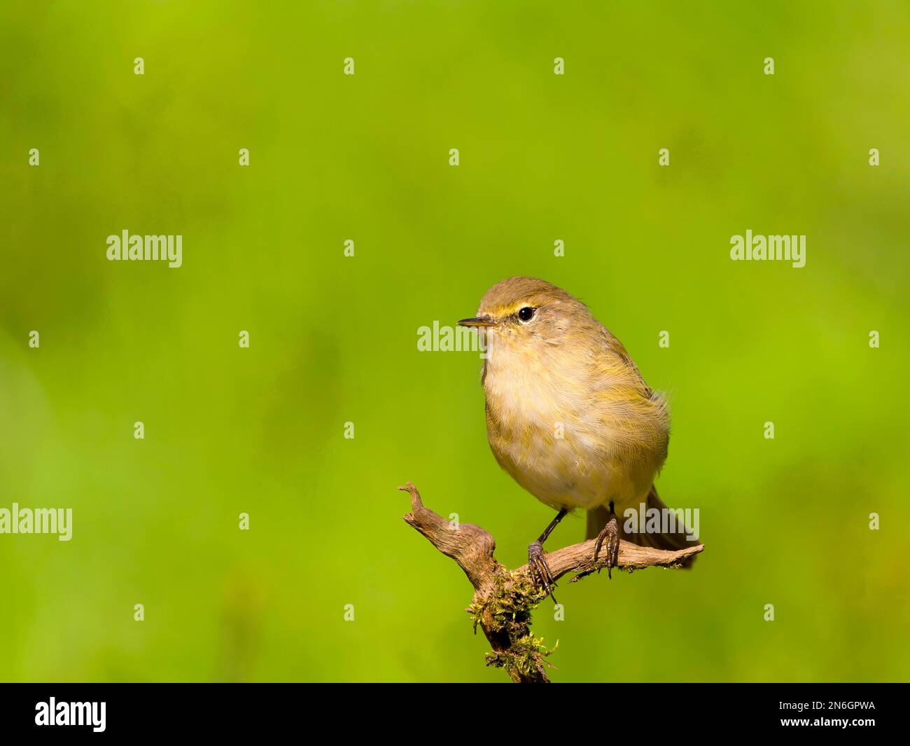 Common Chiffchaff (Phylloscopus collybita) or common chiffchaff, Hesse ...