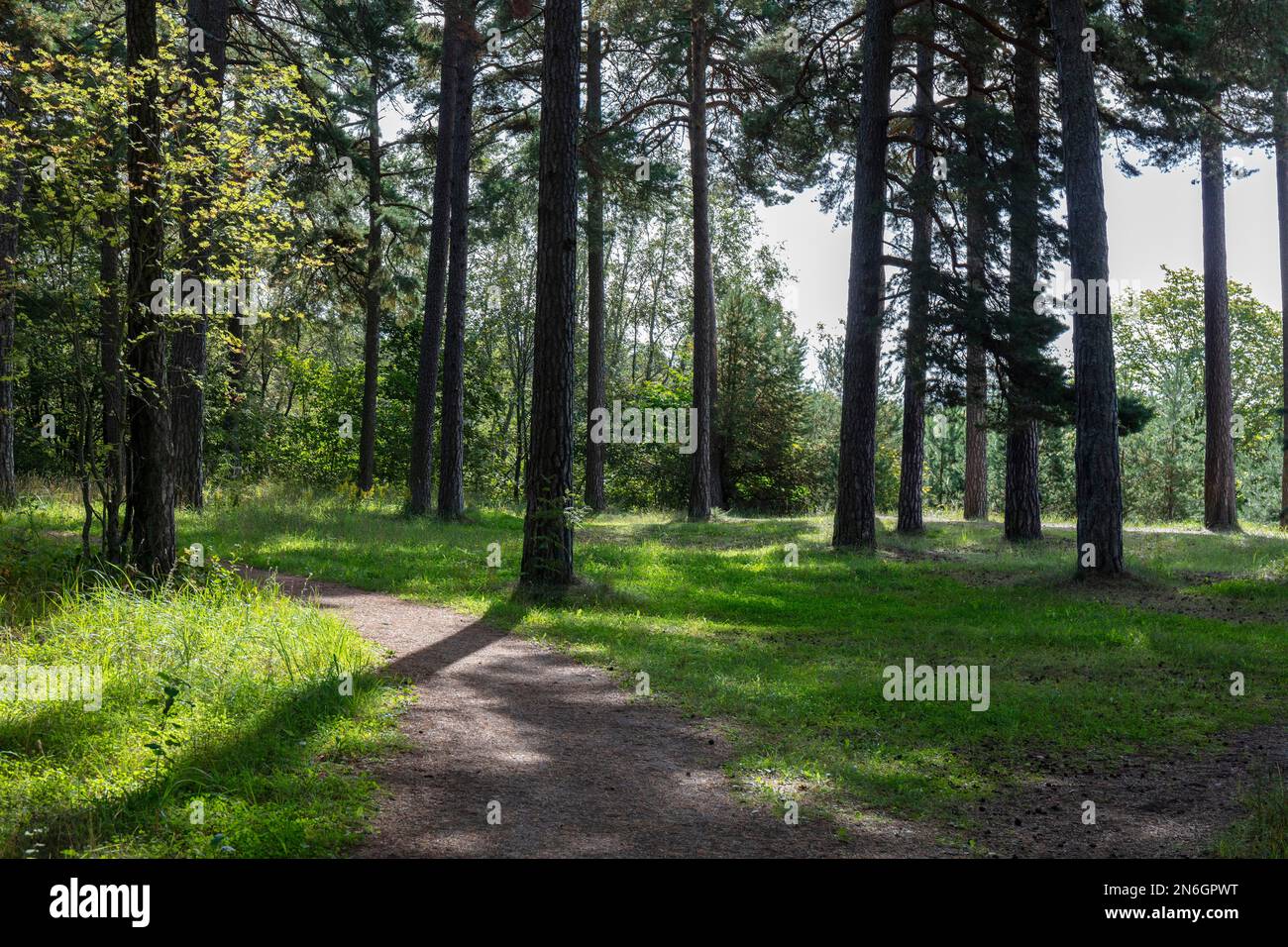 Hiking trails in the forest along the Pirita River, Tallinn, Estonia ...