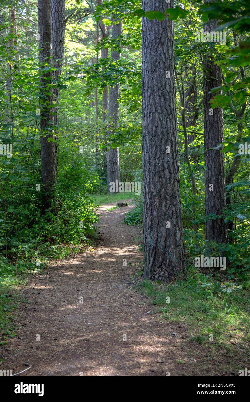 Hiking trails in the forest along the Pirita River, Tallinn, Estonia ...