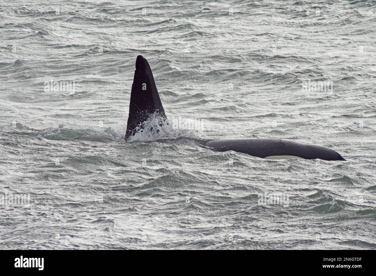 Orca, fluke, Reynisfjara beach, Vik, Iceland Stock Photo - Alamy