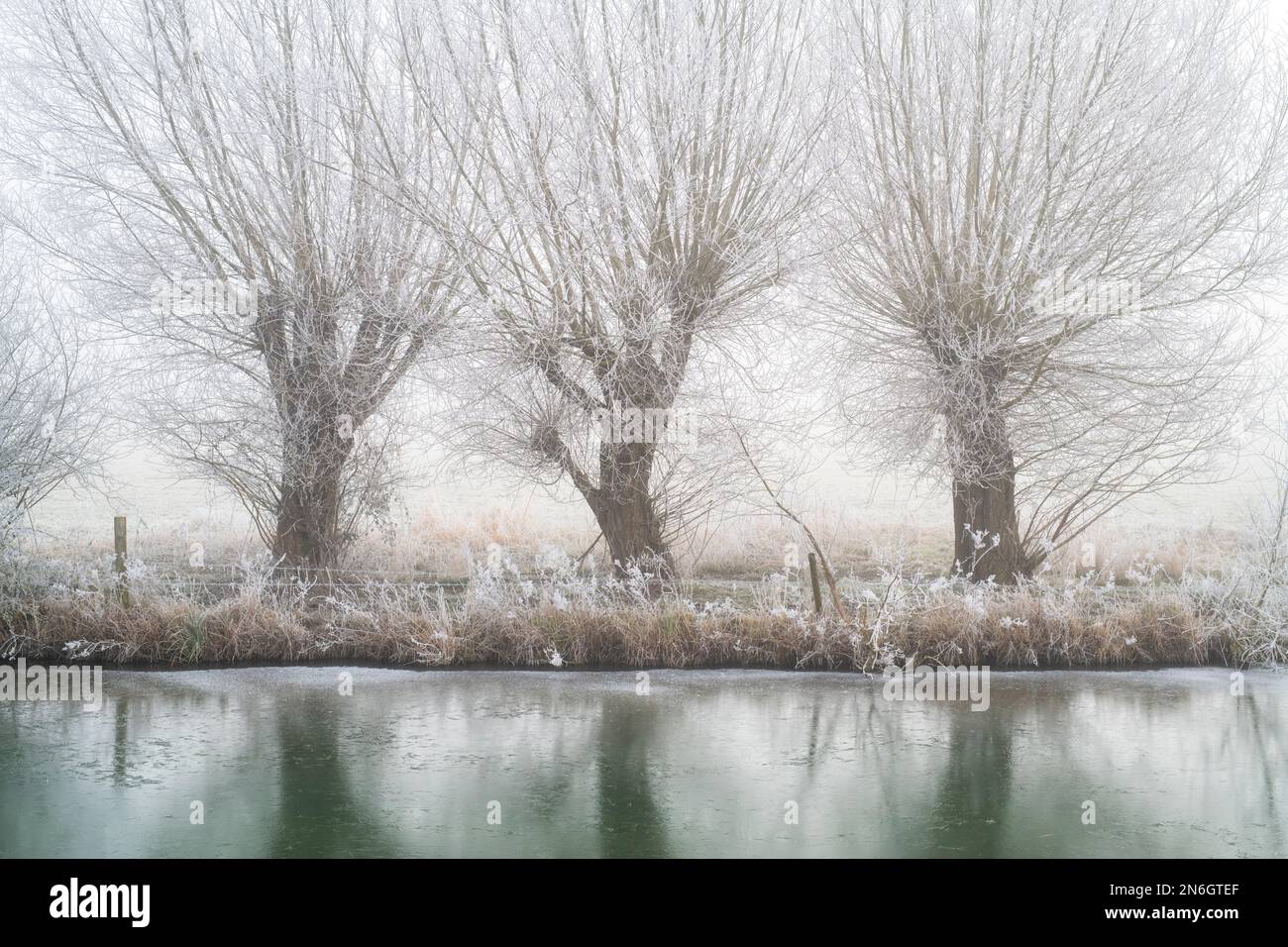 Williow trees hi-res stock photography and images - Alamy