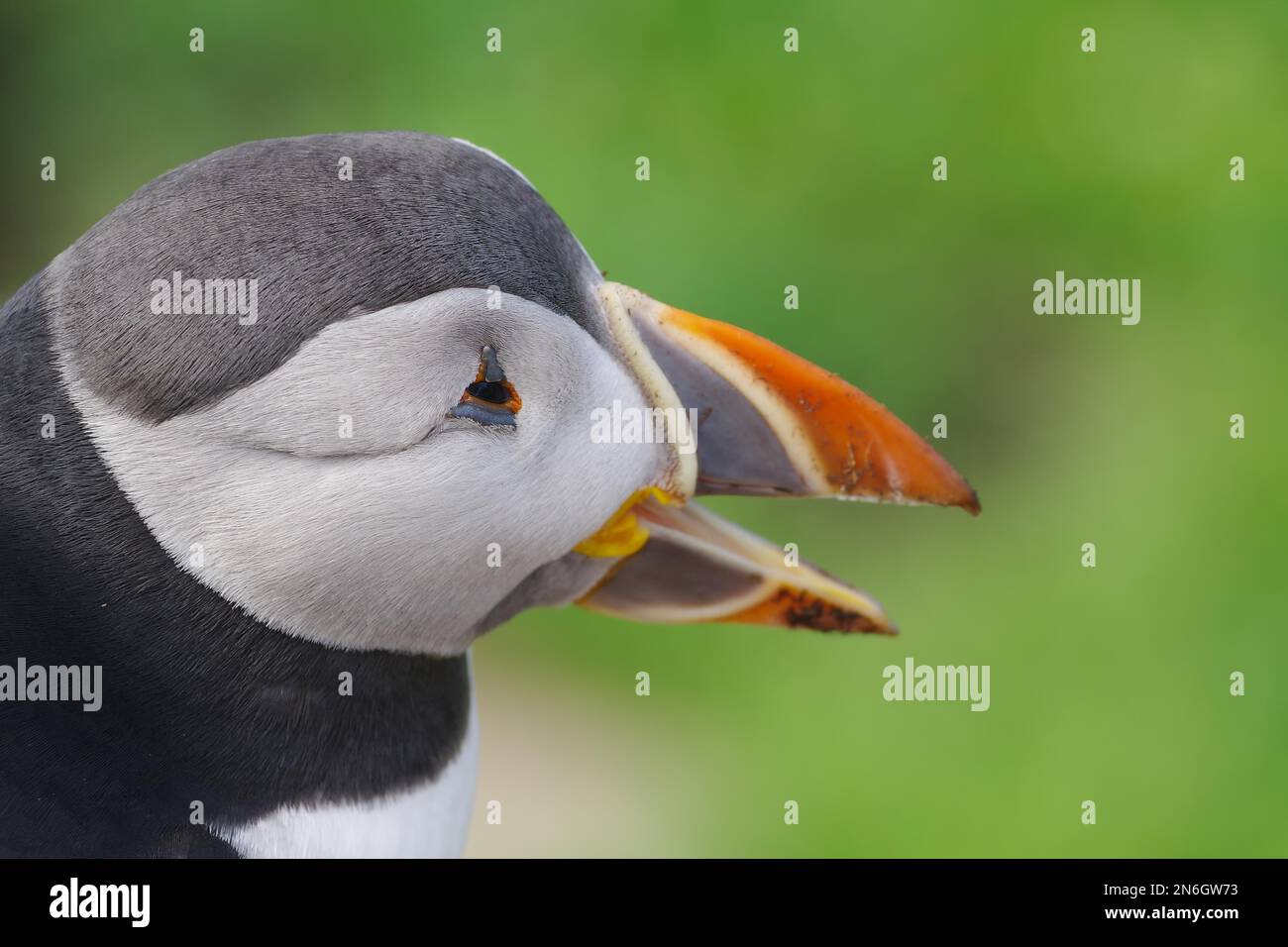 Head of a puffin with open beak, Vardoe, Hornoeya, Varanger Peninsula ...
