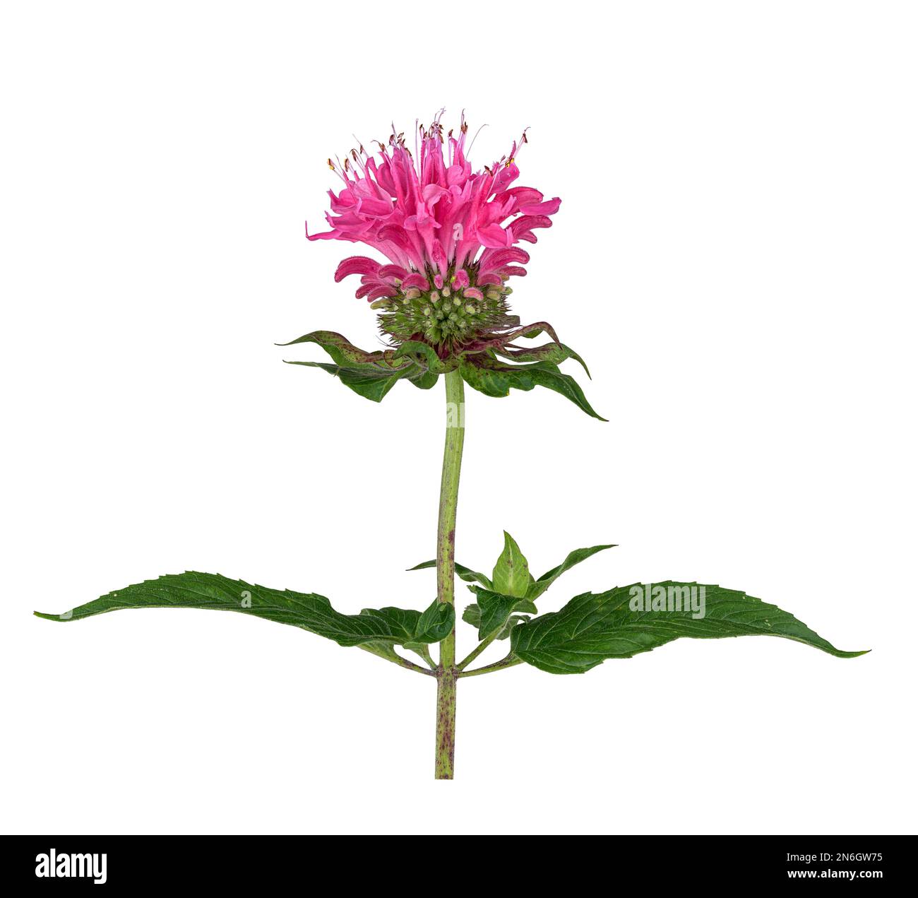 Bee balm hybrid (Monarda didyma), flower, leaf, North America, Germany ...