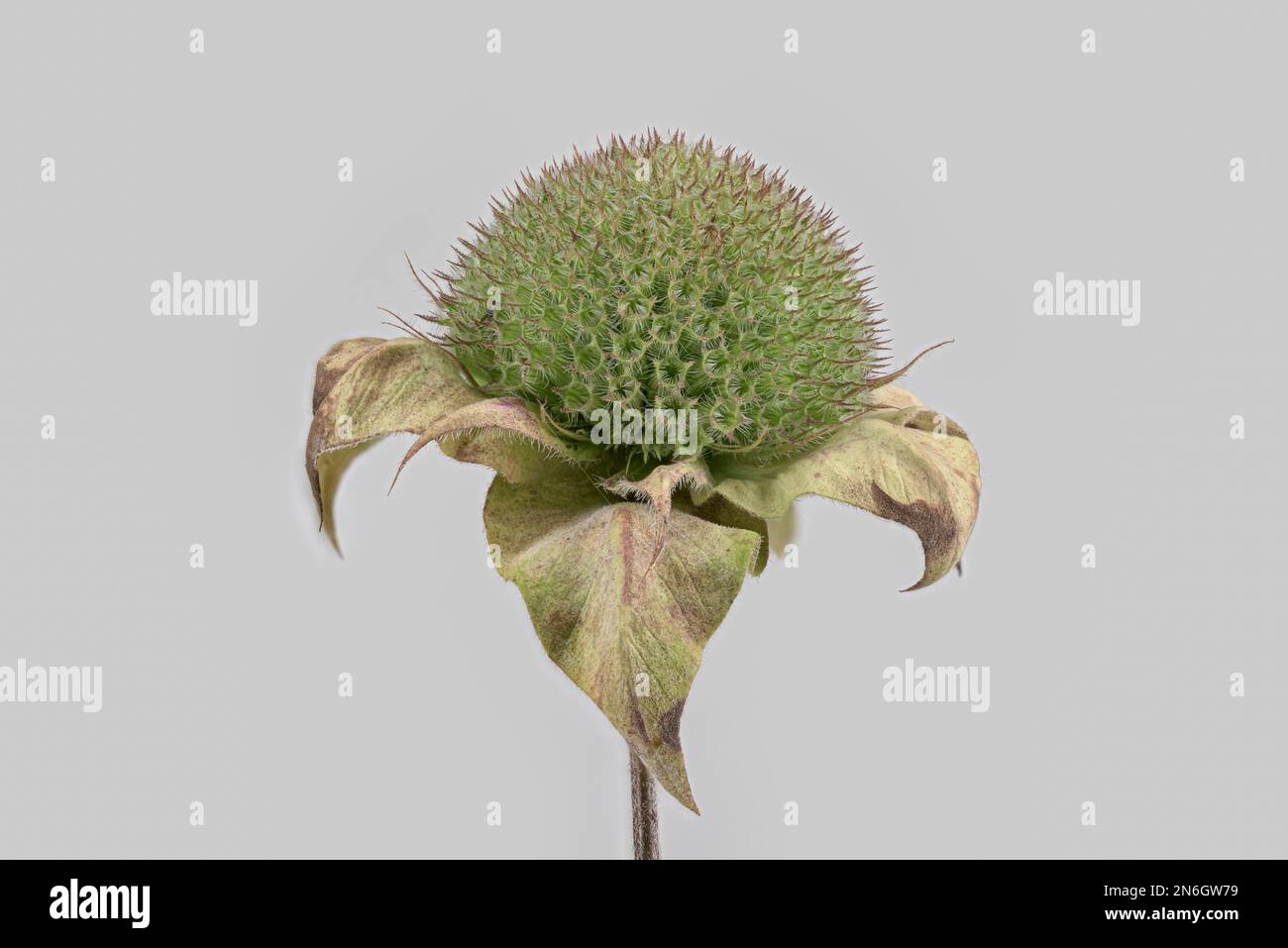 Bee balm hybrid (Monarda didyma), seed head, North America, Germany ...