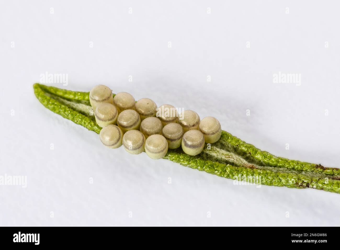 Green shield bug (Palomena prasina), eggs on rosemary needle, Germany ...