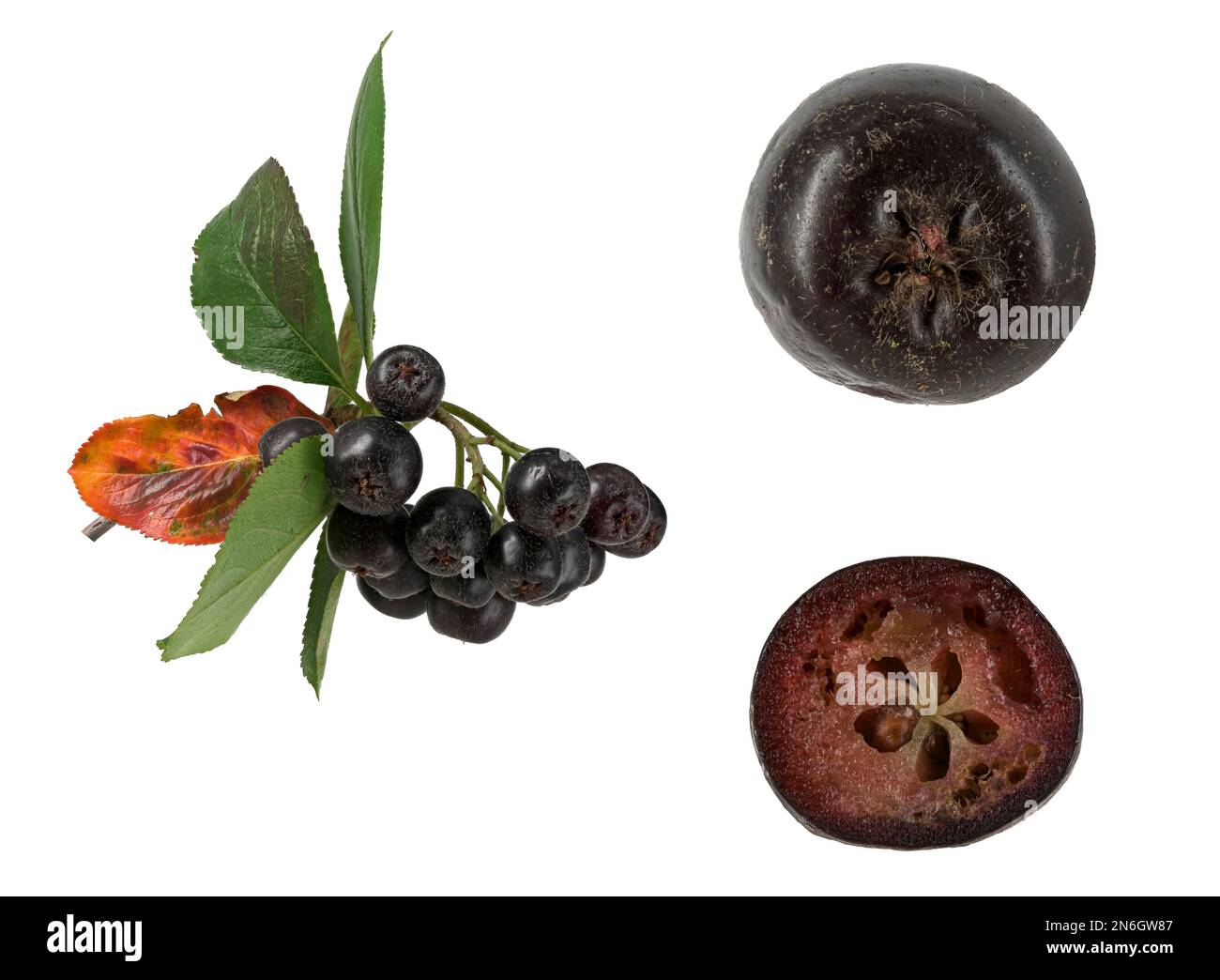 Chokeberry (Aronia), fruit, leaf with autumn colouring, picture panel ...