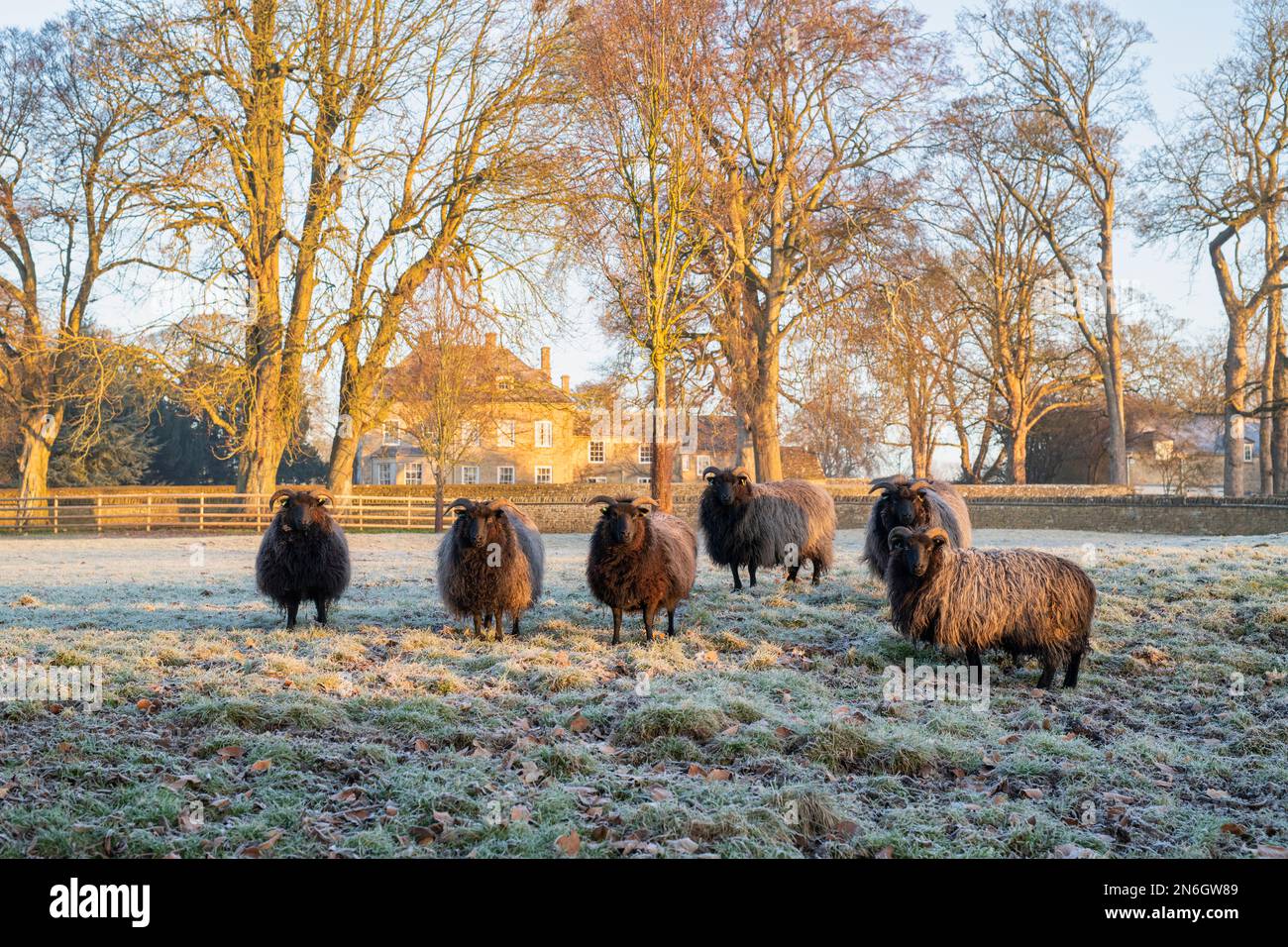 Hebridean Sheep in a frosty field just after sunrise. Cotswolds ...
