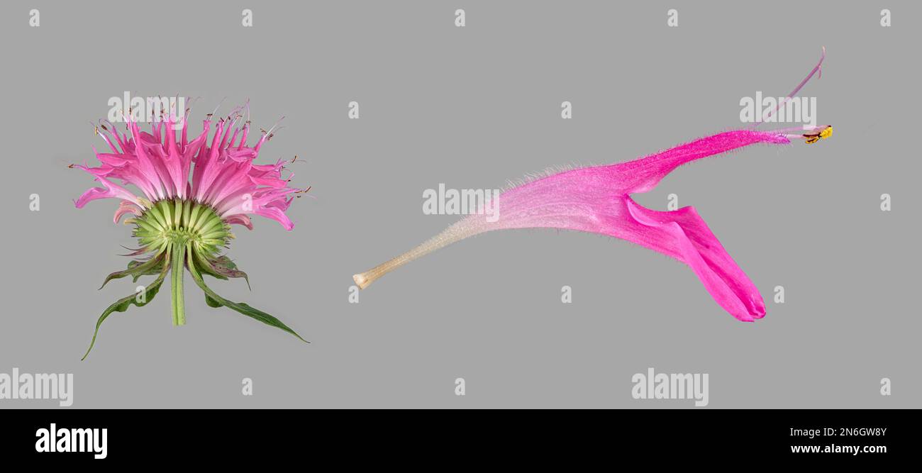 Bee balm hybrid (Monarda didyma), lip flower, inflorescence cut open ...