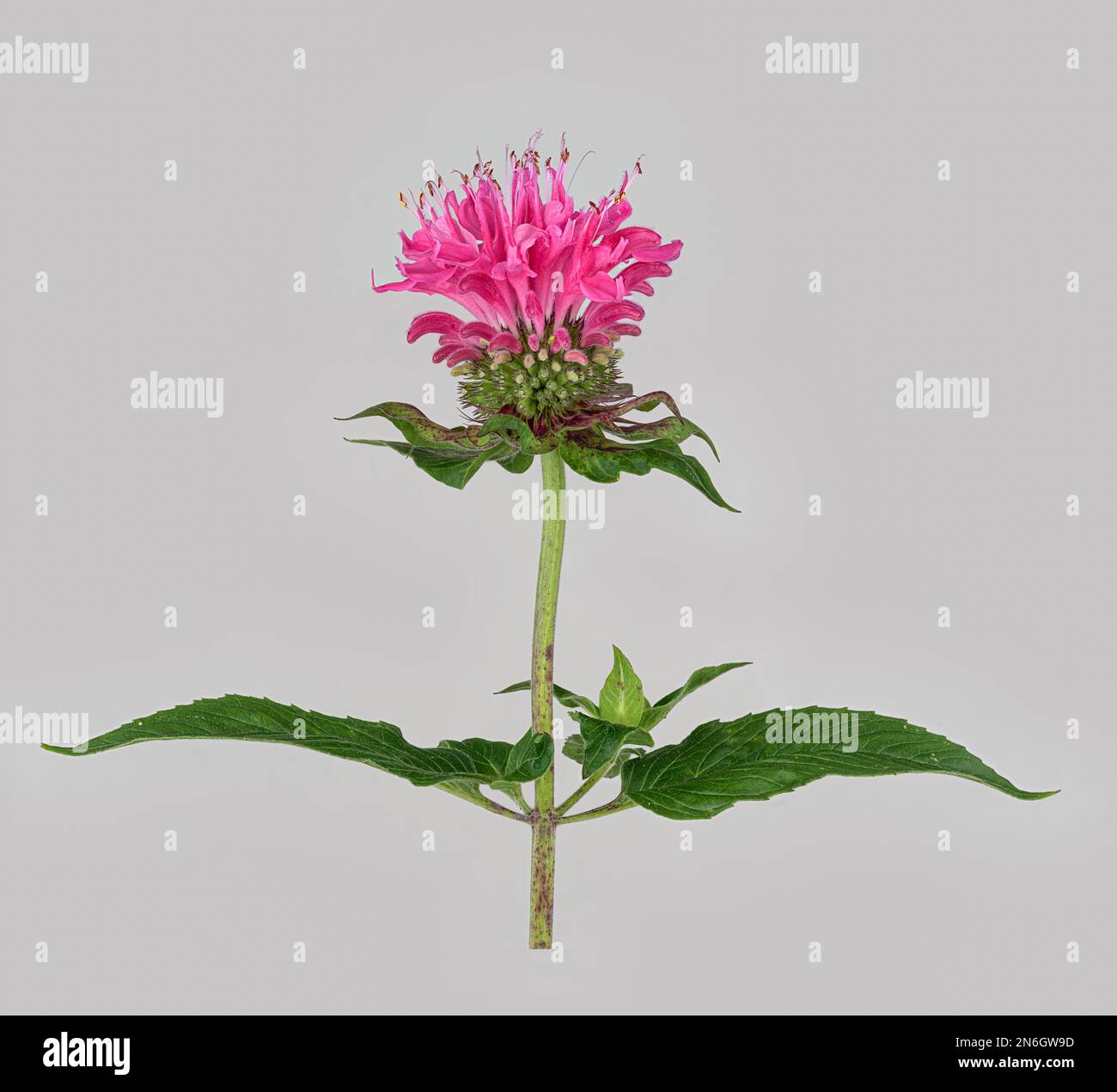 Bee balm hybrid (Monarda didyma), plant, flower, leaf, North America ...