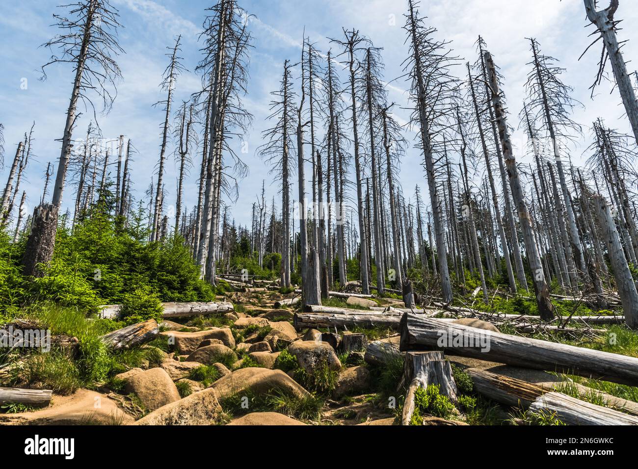 Trees in the German low mountain range Harz which were destroyed by ...