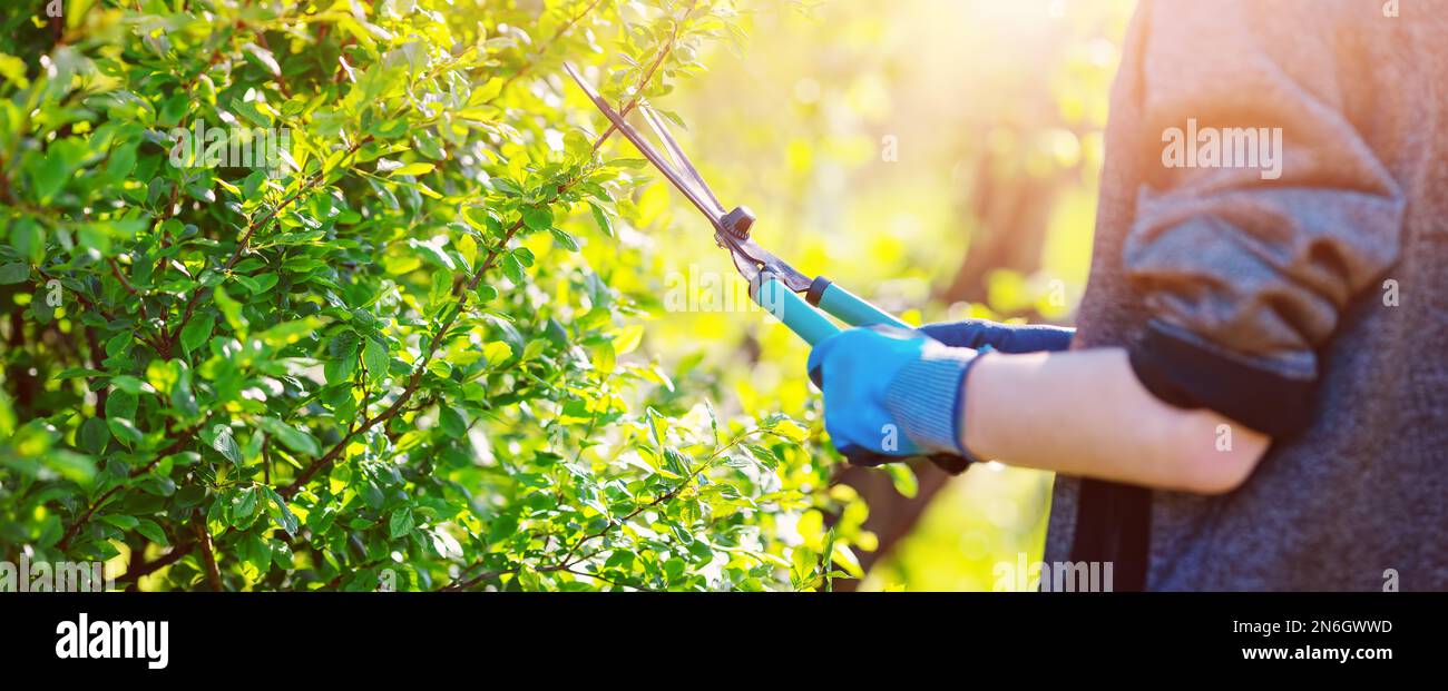 Gardner trimming branches of the bush by manual scissors Stock Photo ...