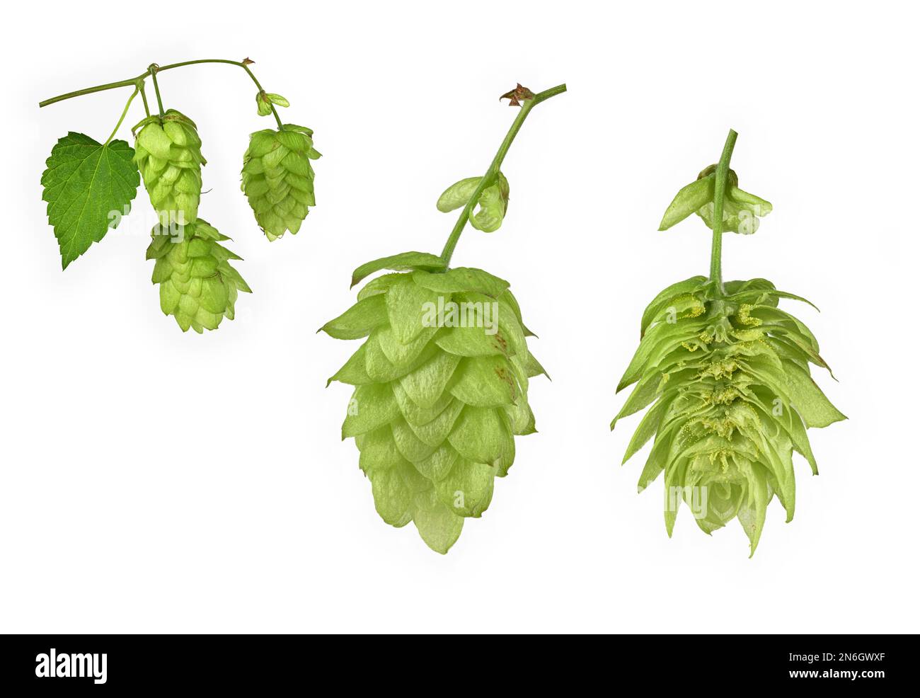 Common hop (Humulus), leaf, inflorescence, cut open, female plant ...
