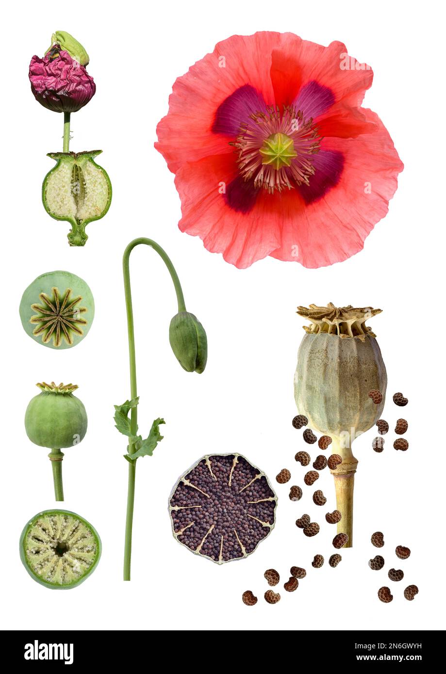Opium poppy (Papaver somniferum), bud, flower, seed, capsule, nature ...