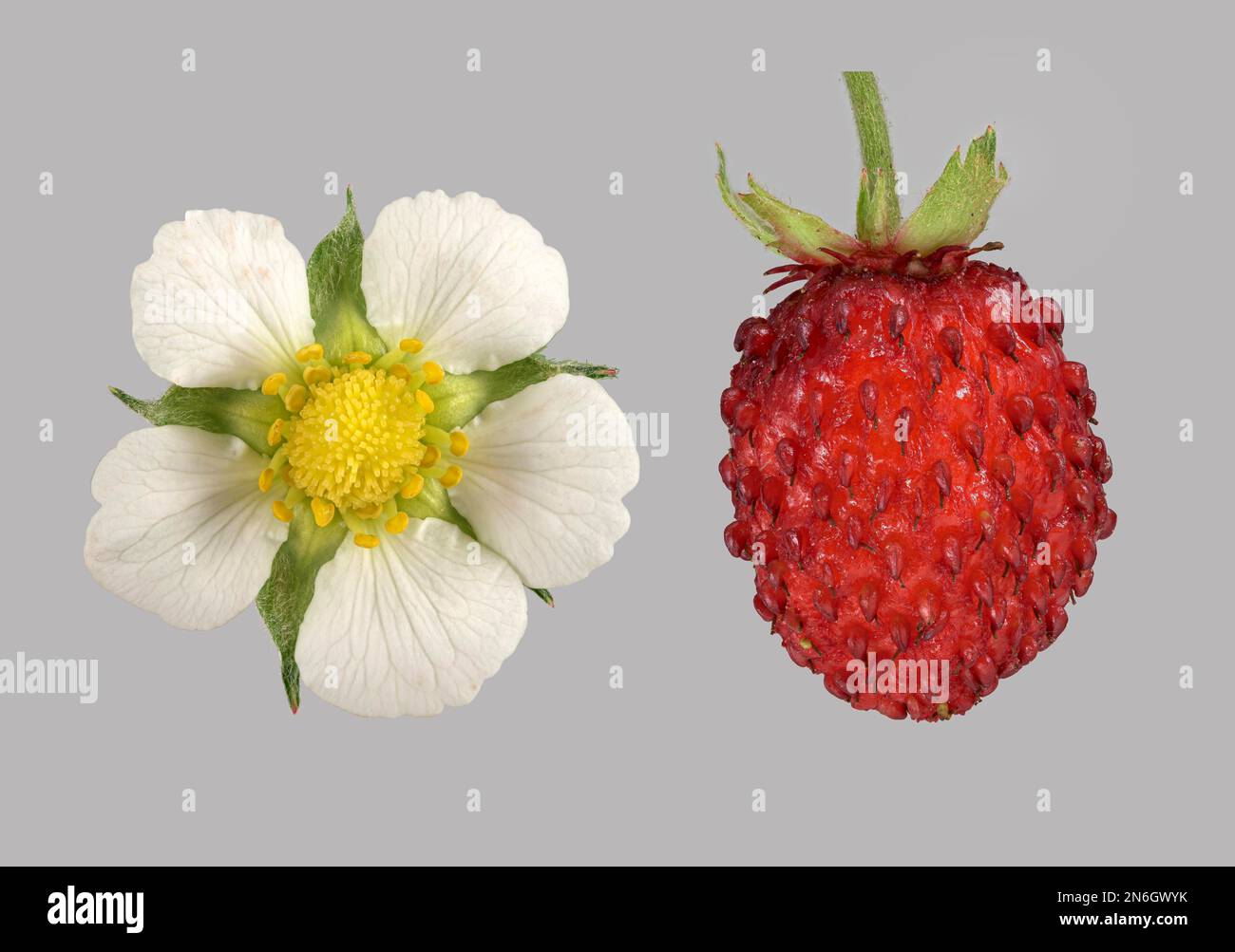 Woodland strawberry (Fragaria vesca), flower, fruit, picture panel ...