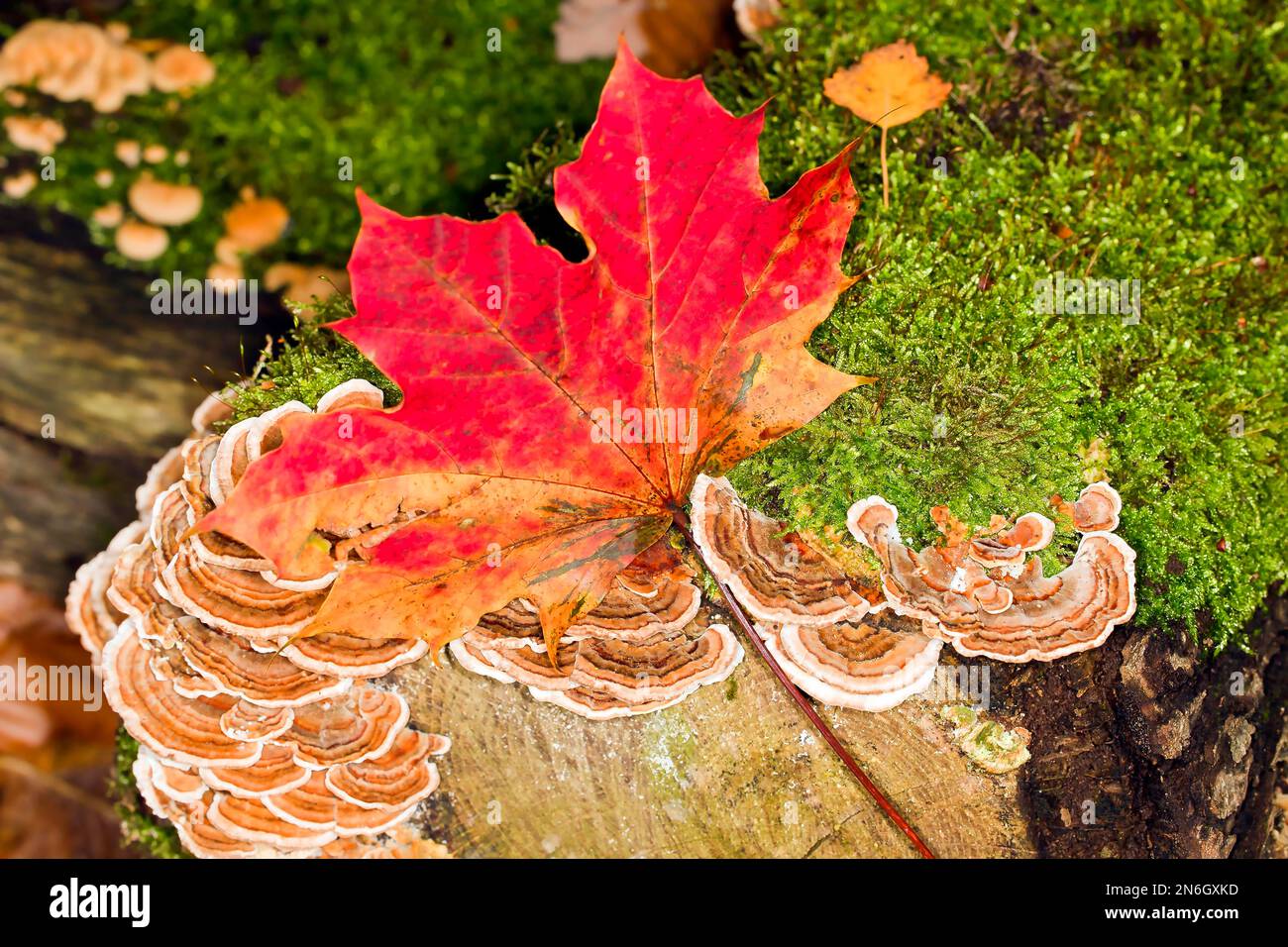 Tree fungi with red maple leaf on a mossy tree trunk, Tegeler Forst ...