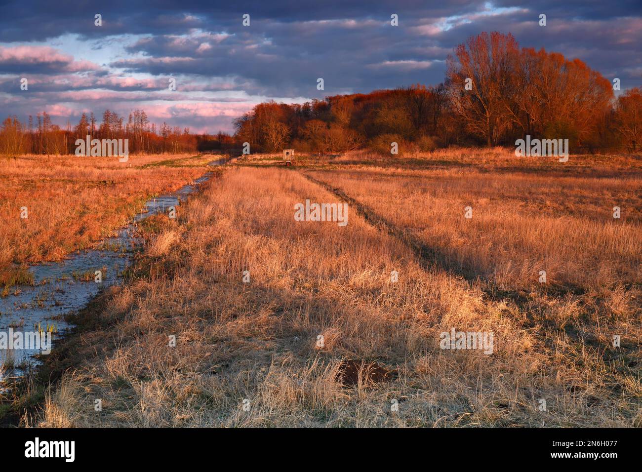 Evening mood over a moor in the Peene Valley River Landscape nature ...