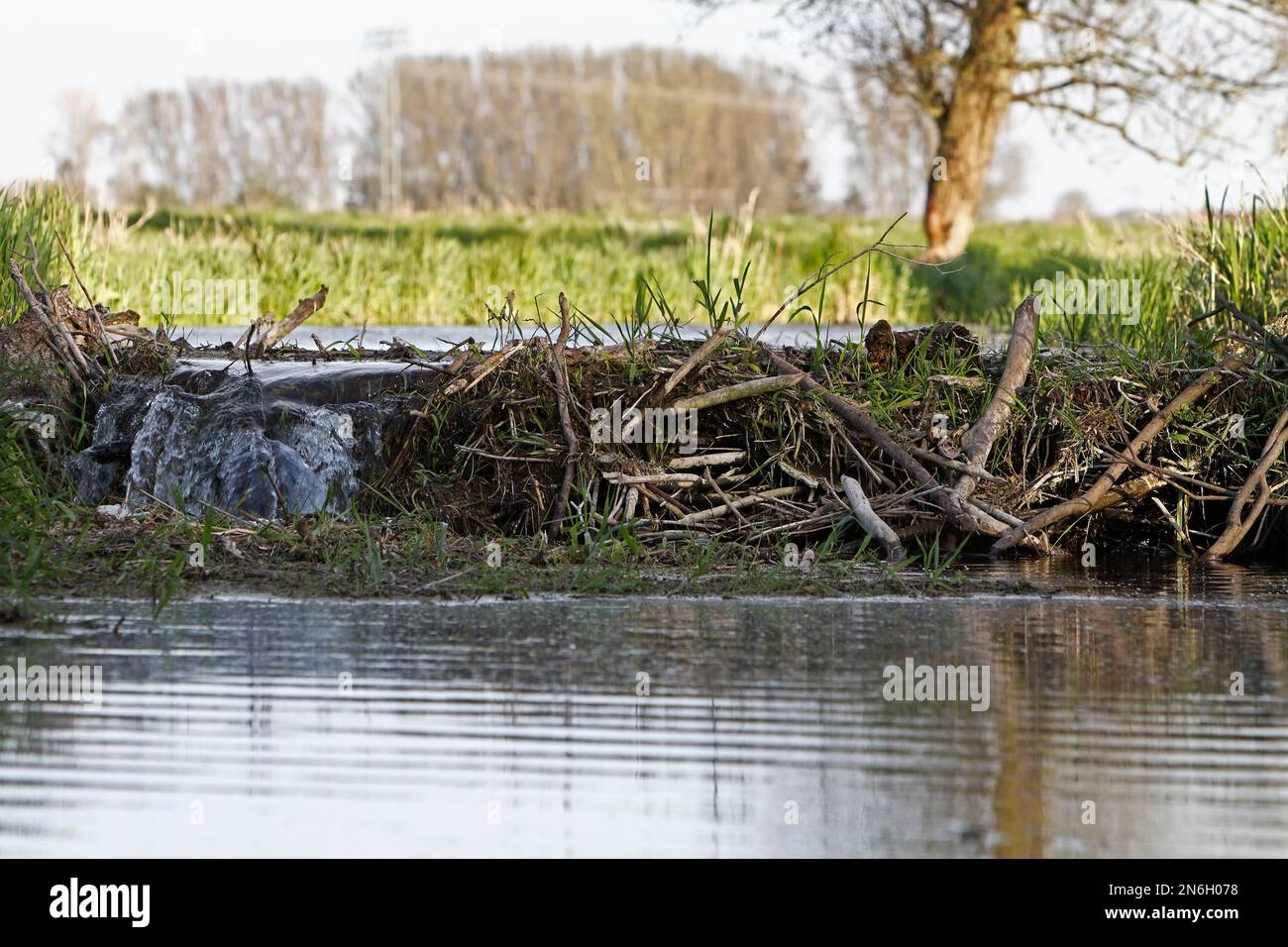Dammed stream by a European beaver (Castor fiber), beaver dam, Peene ...