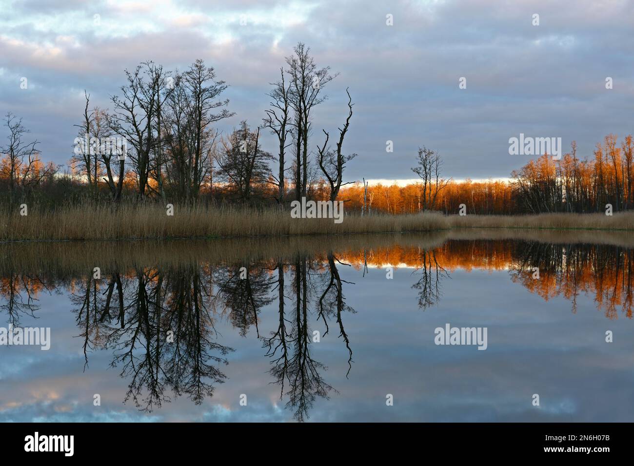 Reflection of trees in the water, evening mood in the Peene Valley ...