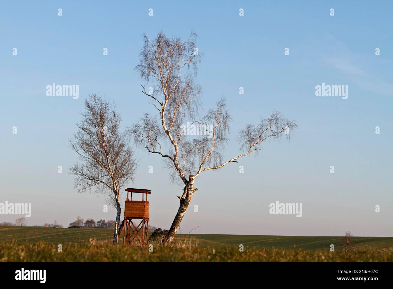 Two birch trees with hunting pulpit in the Peene Valley River Landscape ...