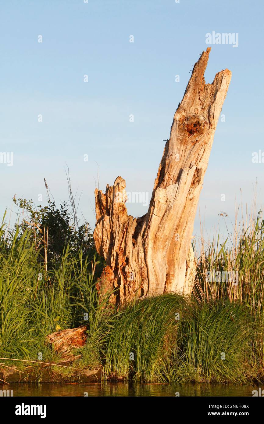 Deadwood tree on the bank, Peene Valley River Landscape nature Park ...