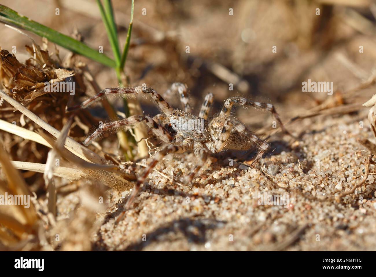Giant riverbank spider (Arctosa cinerea) well camouflaged in biotope ...