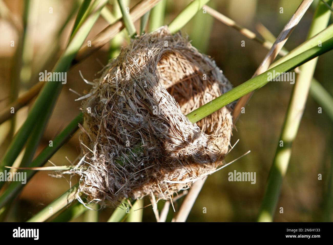 Abandoned nest of a songbird breeding in the reeds, Peene Valley River ...