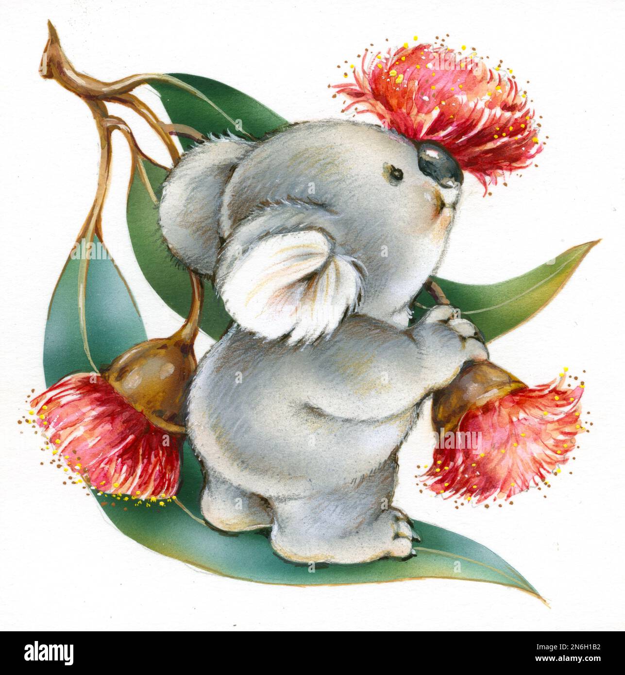 Koala character with red flowering gumnuts Stock Photo - Alamy