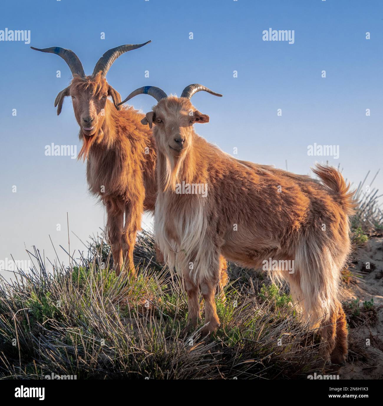 (caprae) Goats looking around to play with others. Bayanhongor Province ...
