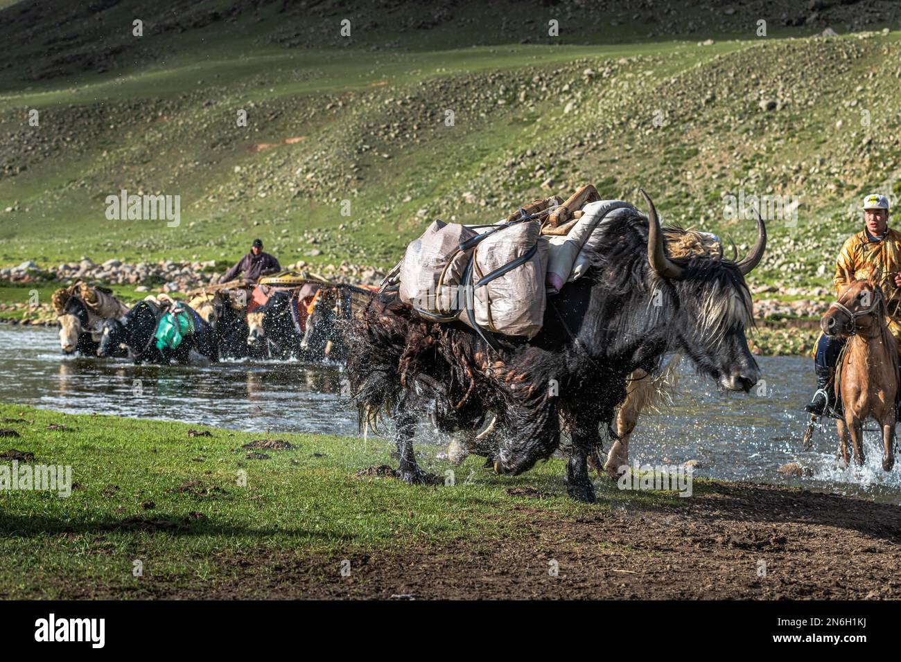 The nomadic family moves with yaks in the summer. Bayanhongor Province ...