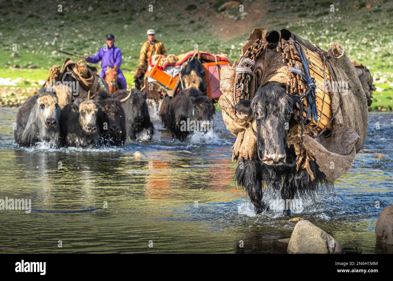 The nomadic family moves with yaks in the summer. Bayanhongor Province ...