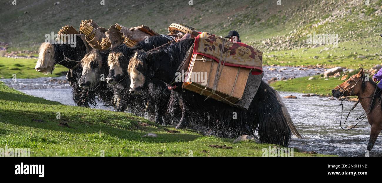 The nomadic family moves with yaks in the summer. Bayanhongor Province ...