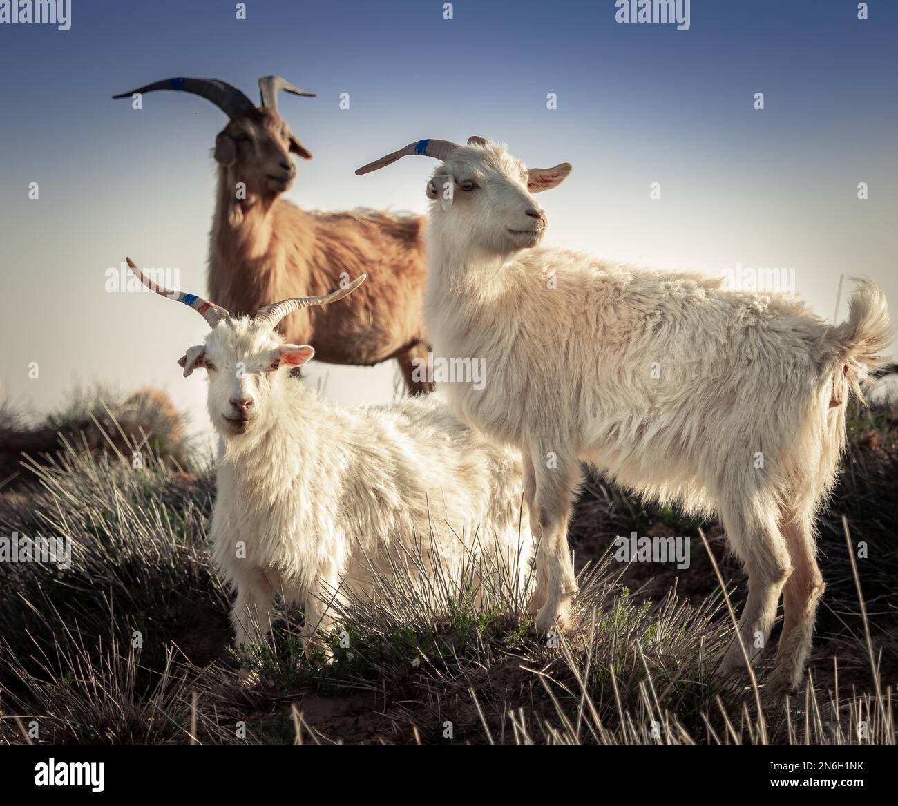 (caprae) Goats looking around to play with others. Bayanhongor Province ...