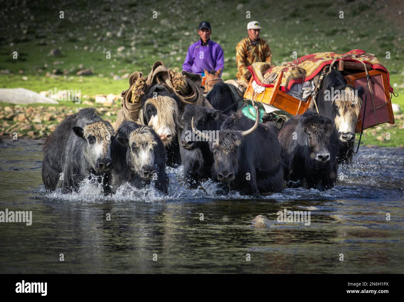 The nomadic family moves with yaks in the summer. Bayanhongor Province ...